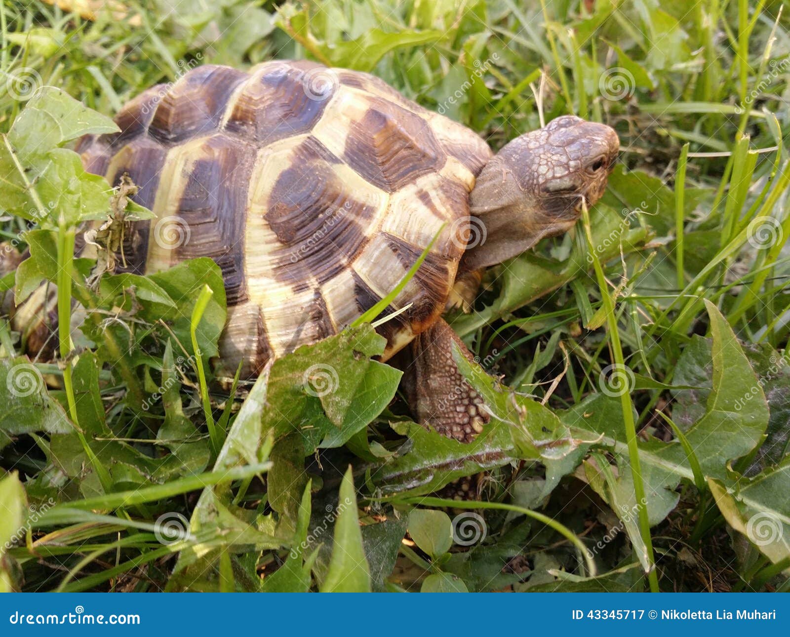 Hermann s tortoise stock image. Image of chelydridae - 43345717
