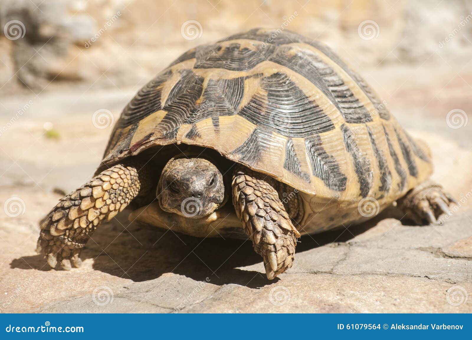 Hermann s tortoise stock photo. Image of armor, species - 61079564