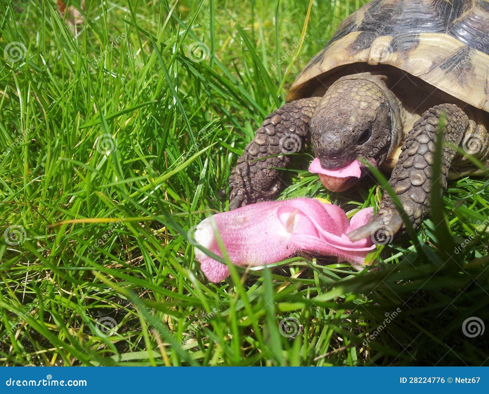 Hermann tortoise stock photo. Image of grazing, eating - 28224776