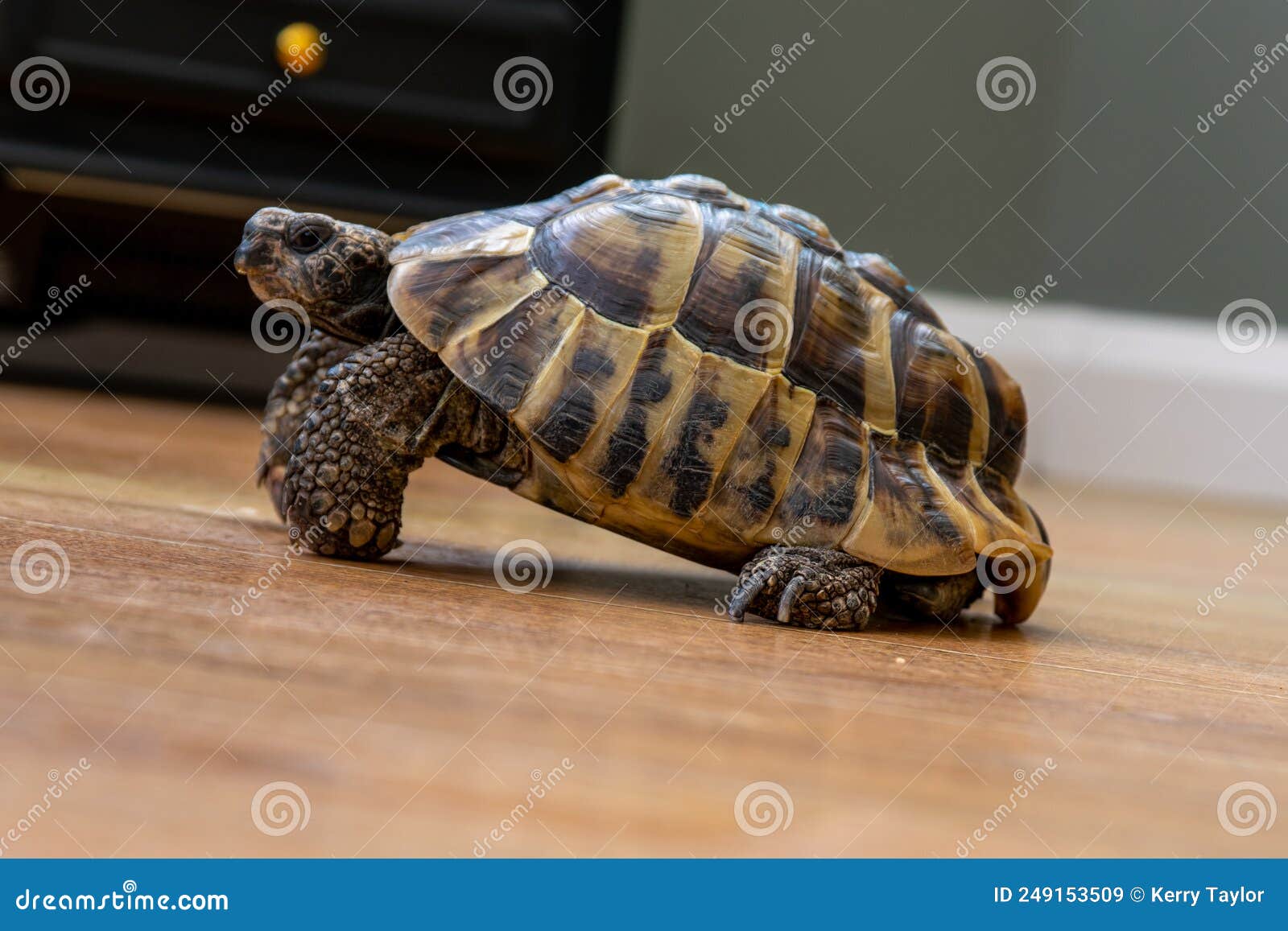 Hermann Tortoise - Real Life Cute Loved Tortoise Pet Stock Image ...