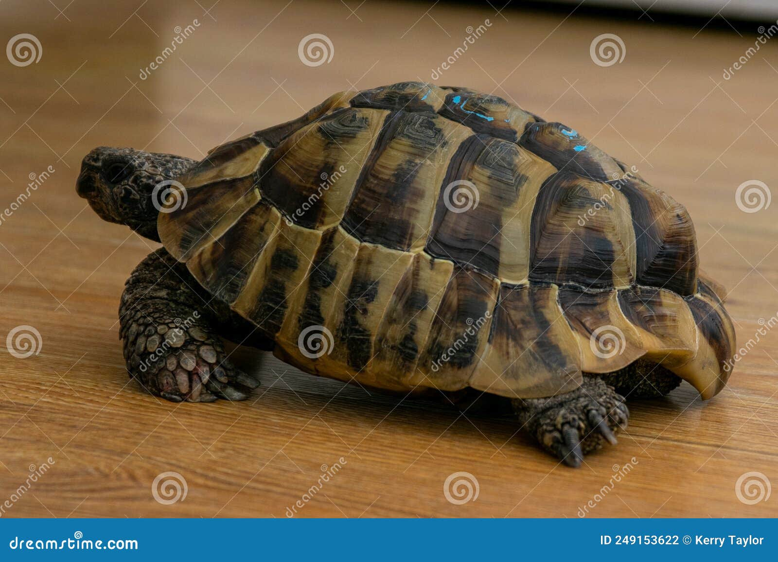 Hermann Tortoise - Real Life Cute Loved Tortoise Pet Stock Photo ...