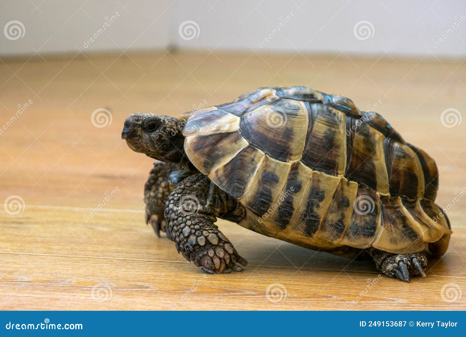 Hermann Tortoise - Real Life Cute Loved Tortoise Pet Stock Image ...