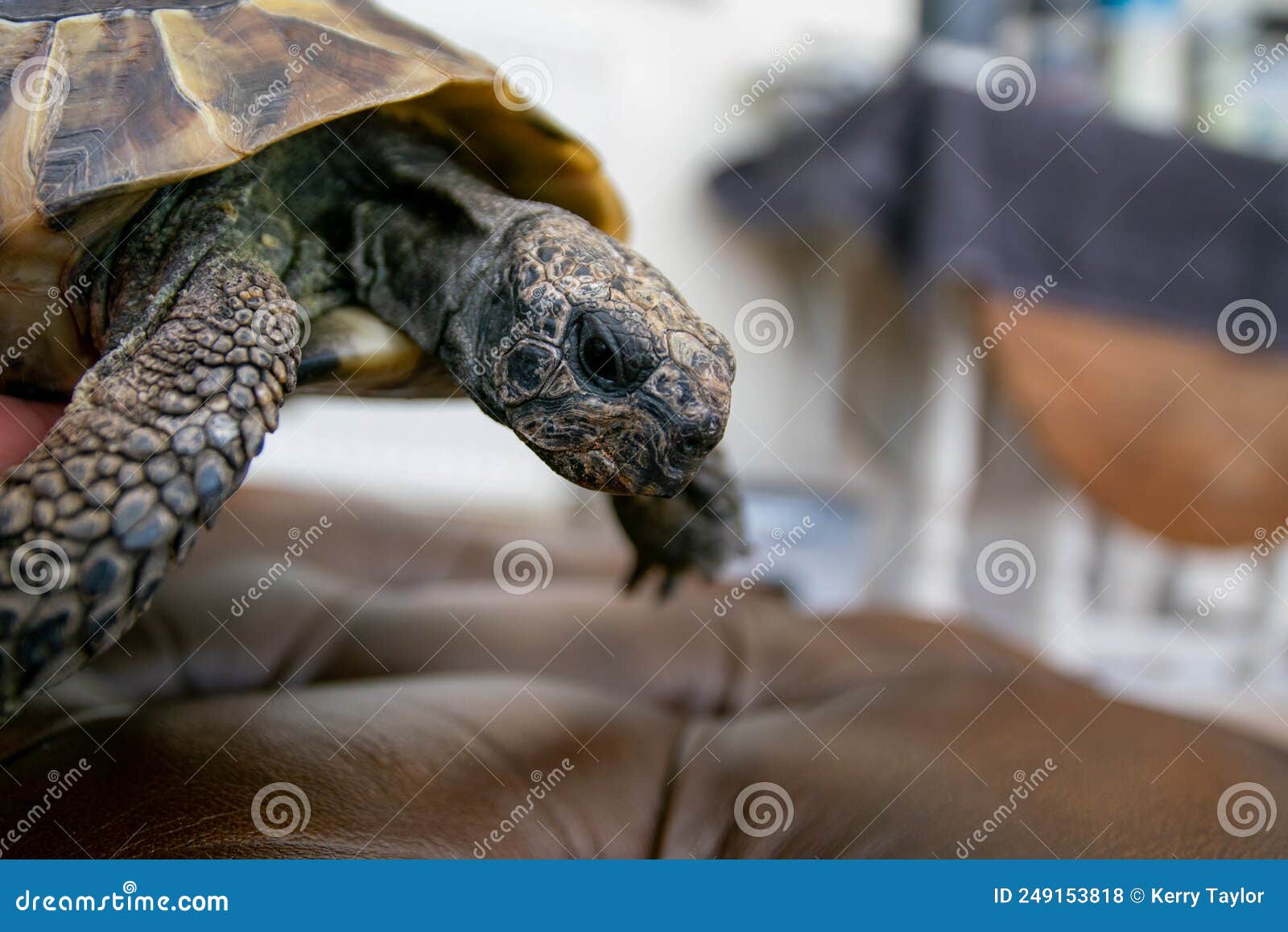 Hermann Tortoise - Real Life Cute Loved Tortoise Pet Stock Photo ...