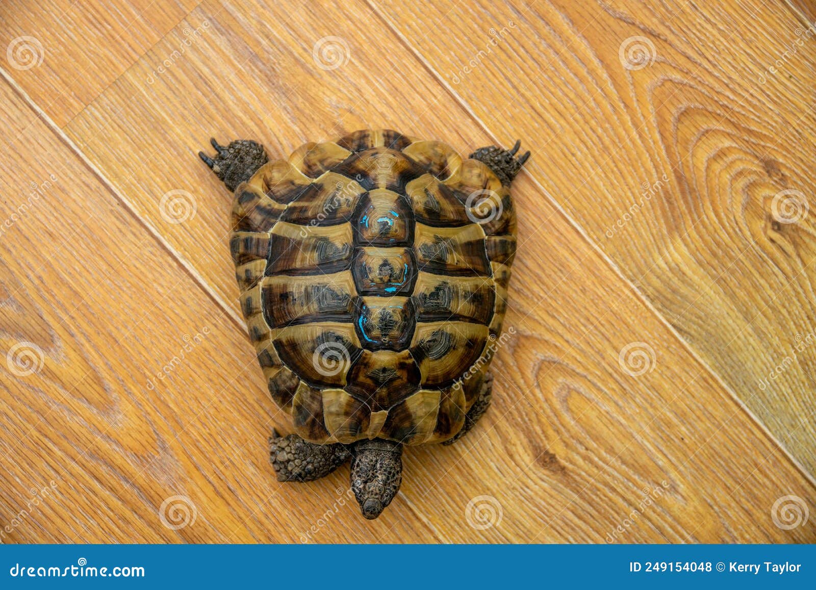 Hermann Tortoise - Real Life Cute Loved Tortoise Pet Stock Photo ...