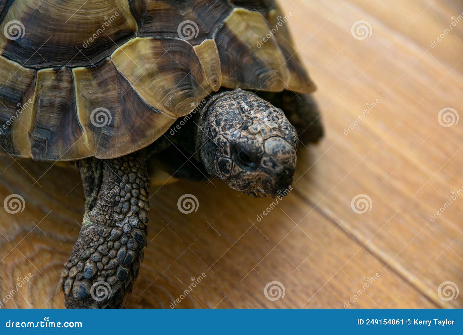 Hermann Tortoise - Real Life Cute Loved Tortoise Pet Stock Image ...