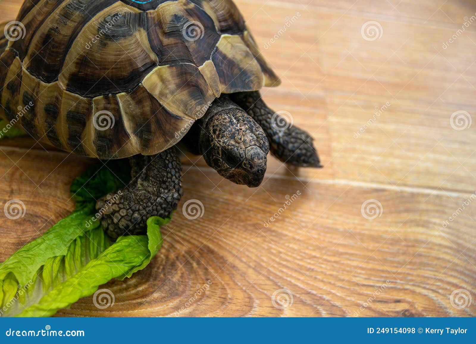 Hermann Tortoise - Real Life Cute Loved Tortoise Pet Stock Photo ...