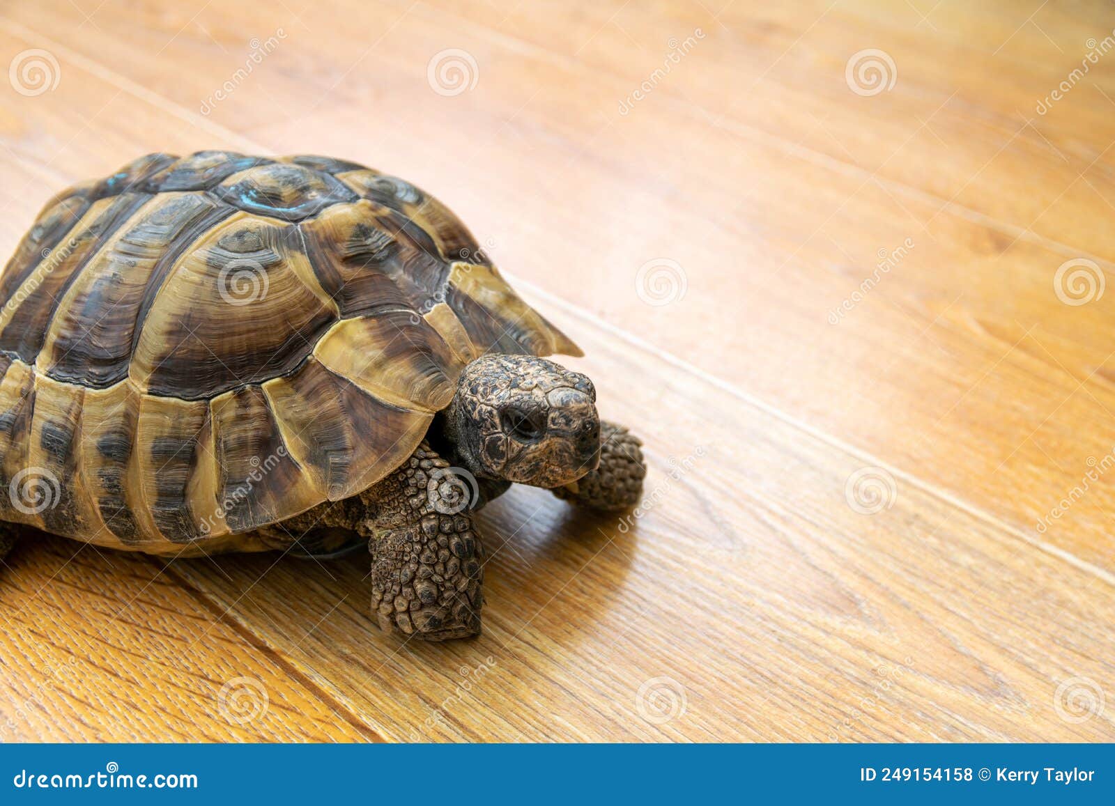 Hermann Tortoise - Real Life Cute Loved Tortoise Pet Stock Photo ...