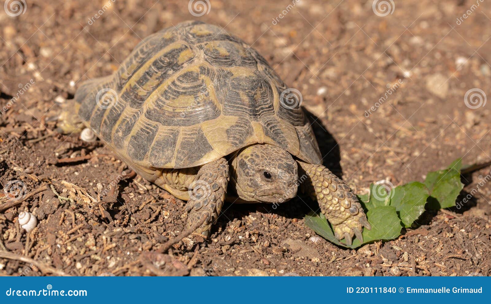 Hermann turtle in freedom stock photo. Image of terrestrial - 220111840
