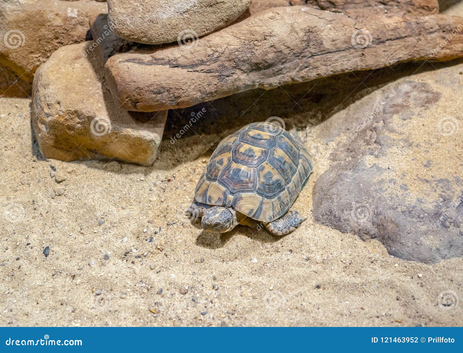 Hermanns Tortoise in Arid Ambiance Stock Photo - Image of arid, scaly ...