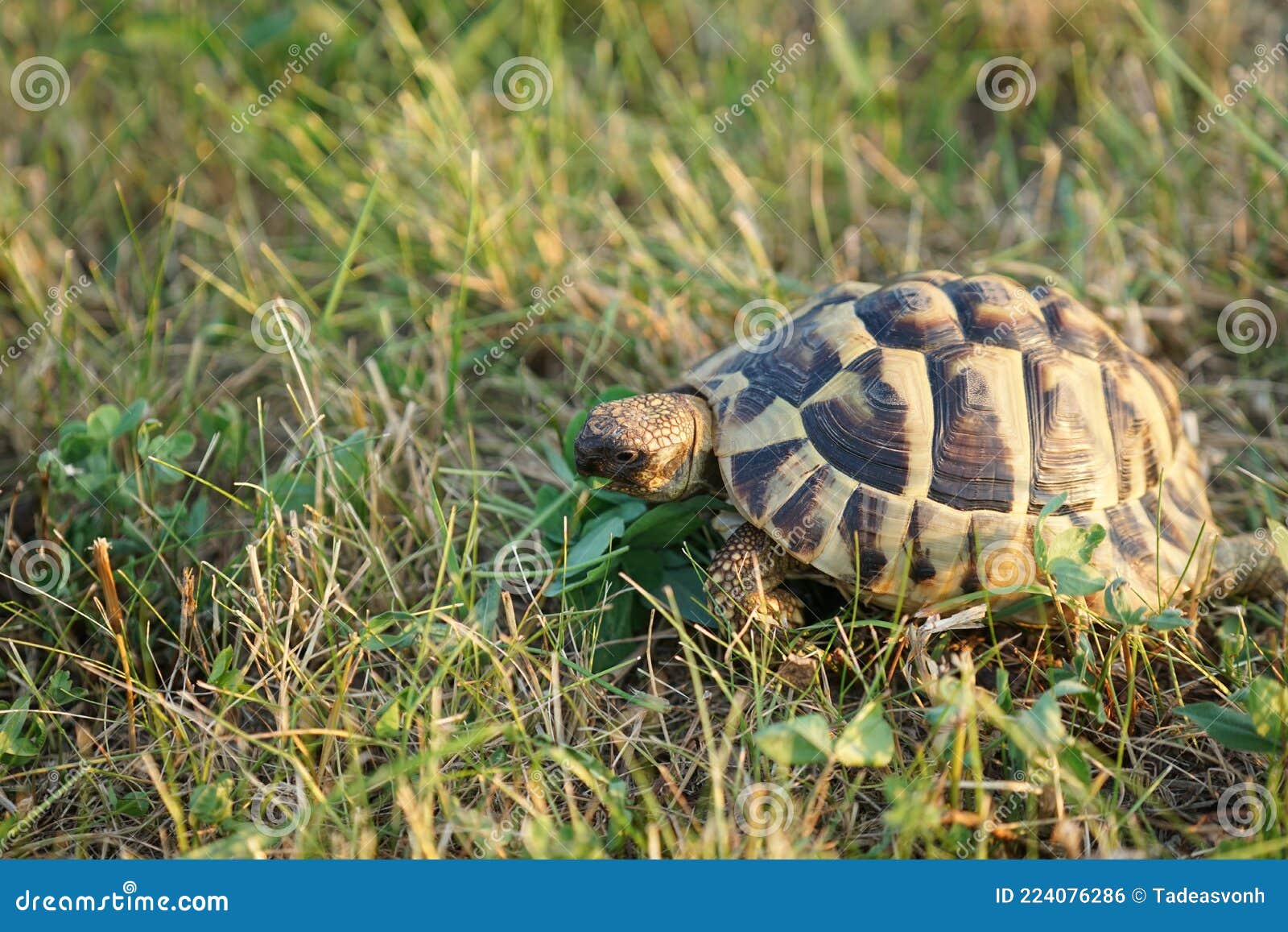 Hermanns Tortoise Eating Grass 1 Stock Photo - Image of eating, closeup ...
