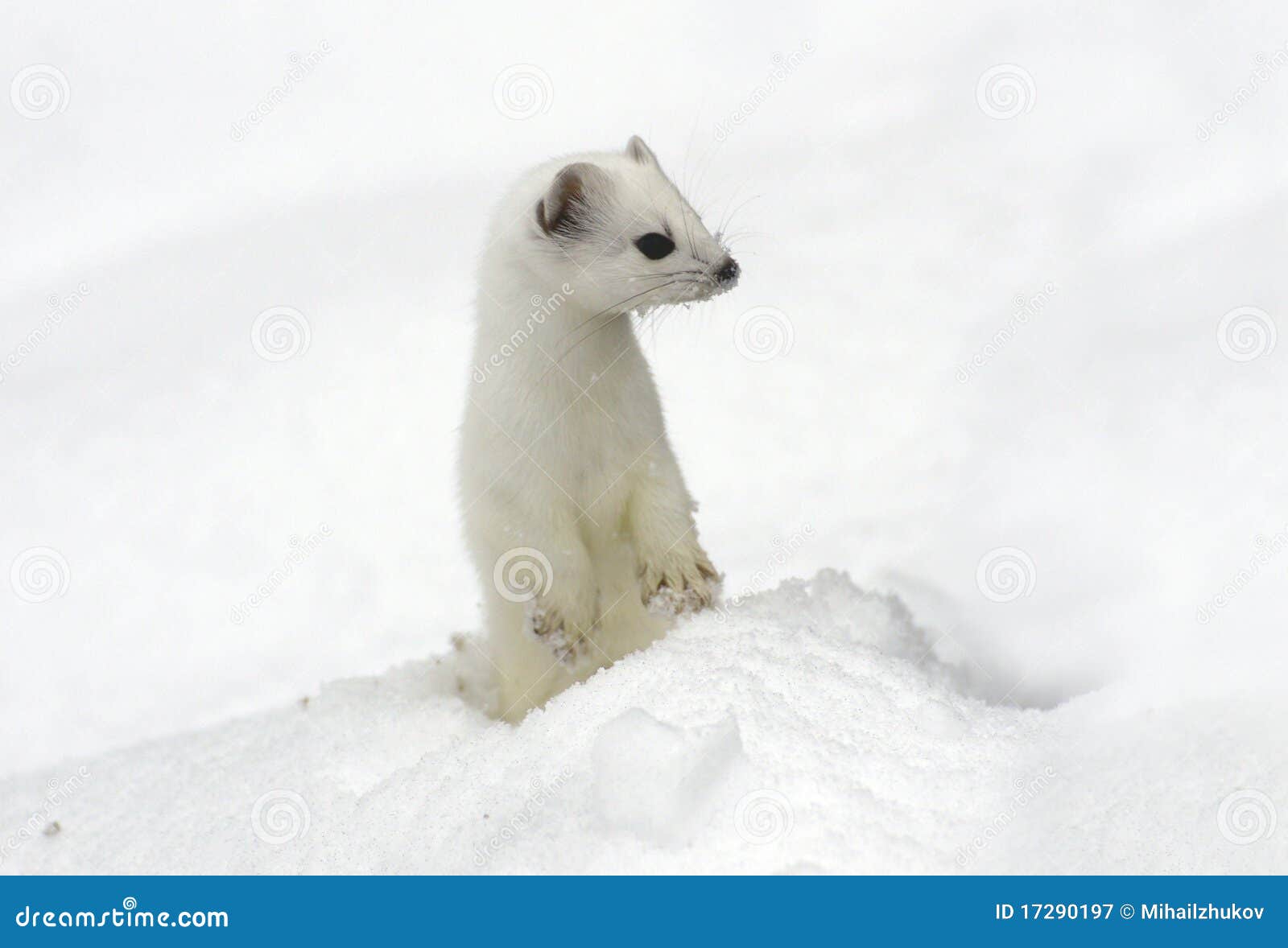 Hermelijn. stock afbeelding. Image of benen, zoogdier - 17290197