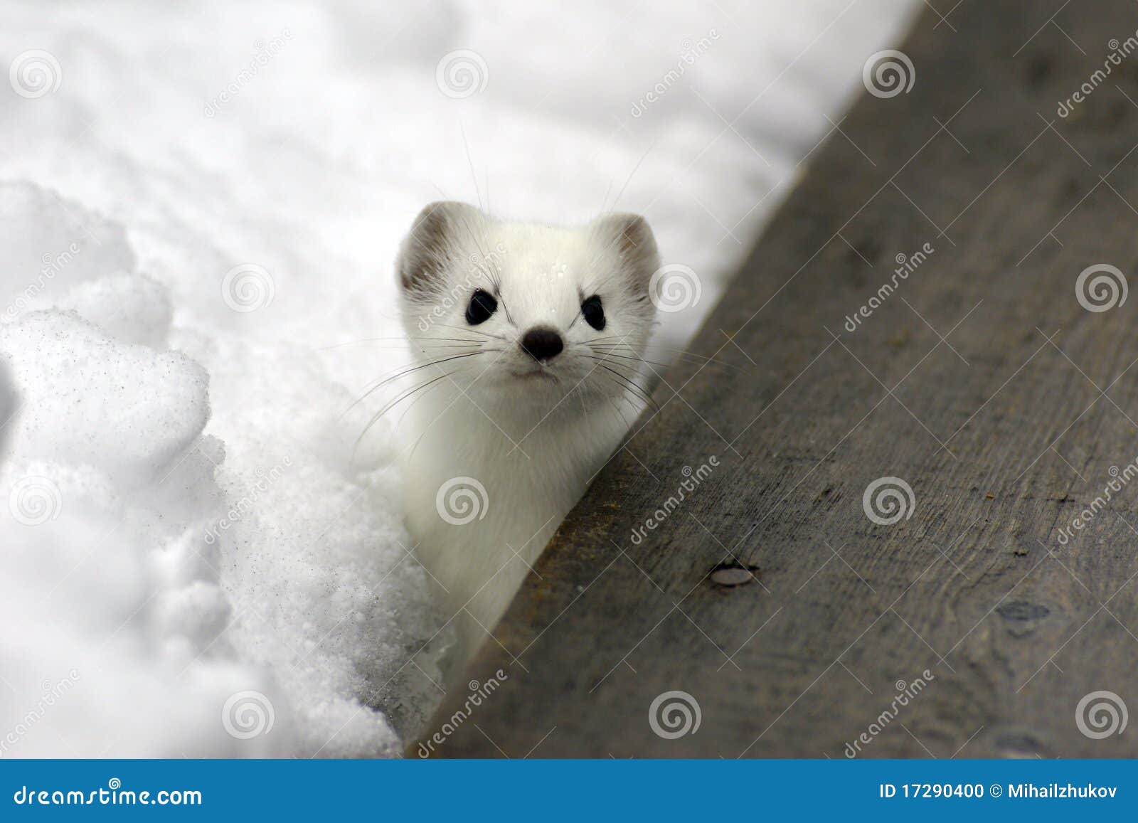 Hermelijn. stock foto. Image of sneeuw, buiten, kamchatka - 17290400