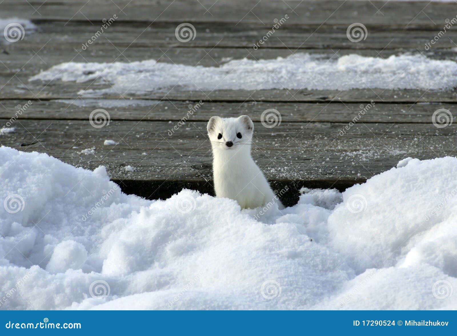 Hermelijn. stock foto. Image of buiten, dier, determine - 17290524