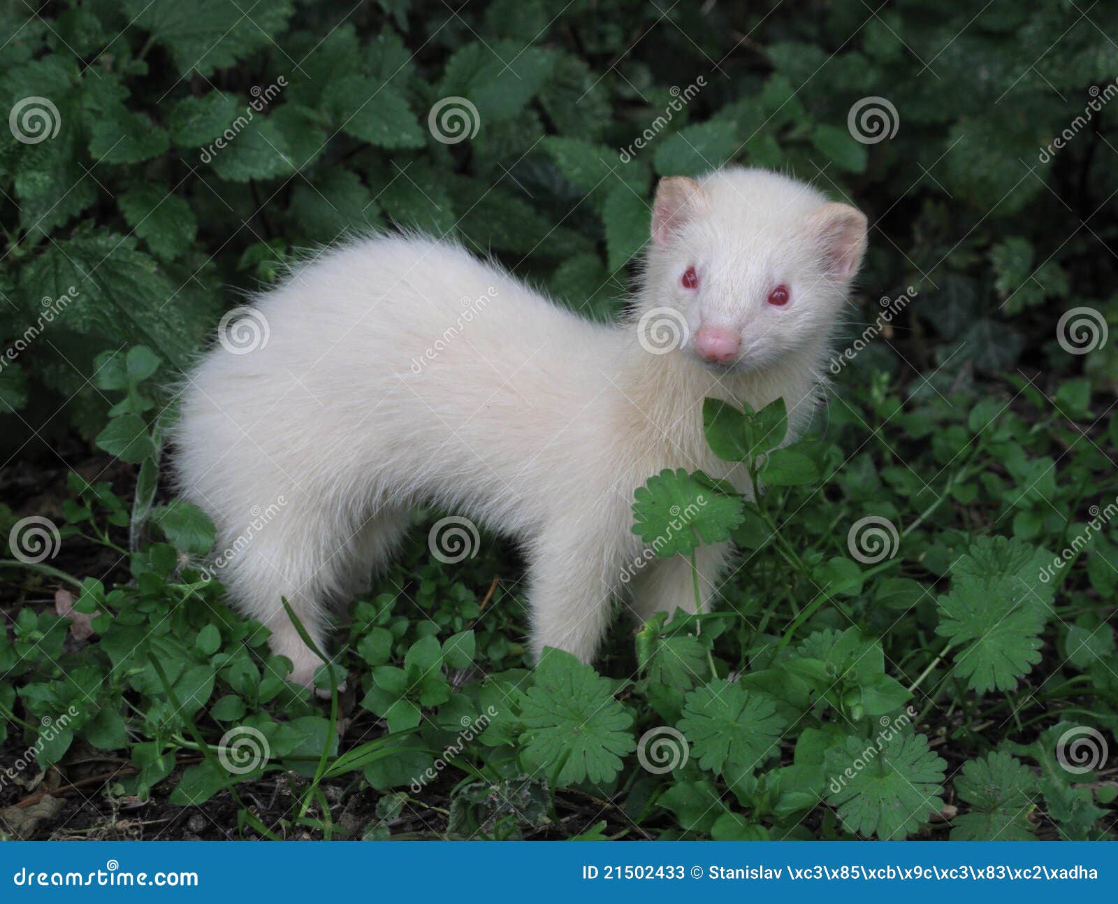 Hermelijn stock afbeelding. Image of weel, nave, wild - 21502433