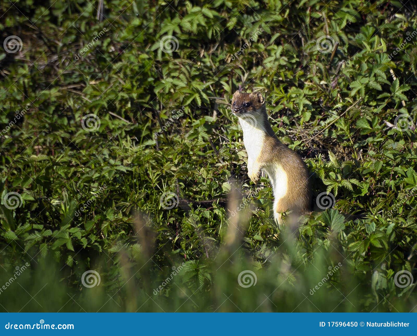 Hermelijn of hermelijn stock foto. Image of wild, stok - 17596450
