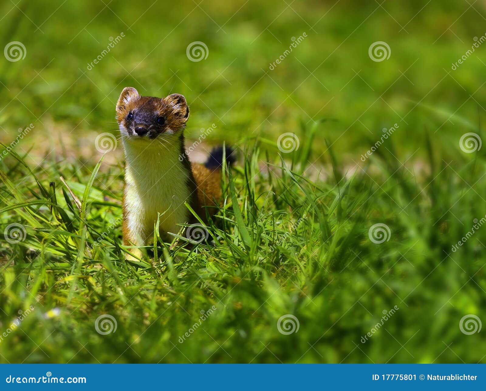 Hermelijn of Hermelijn in Het Gras Stock Afbeelding - Image of groen ...