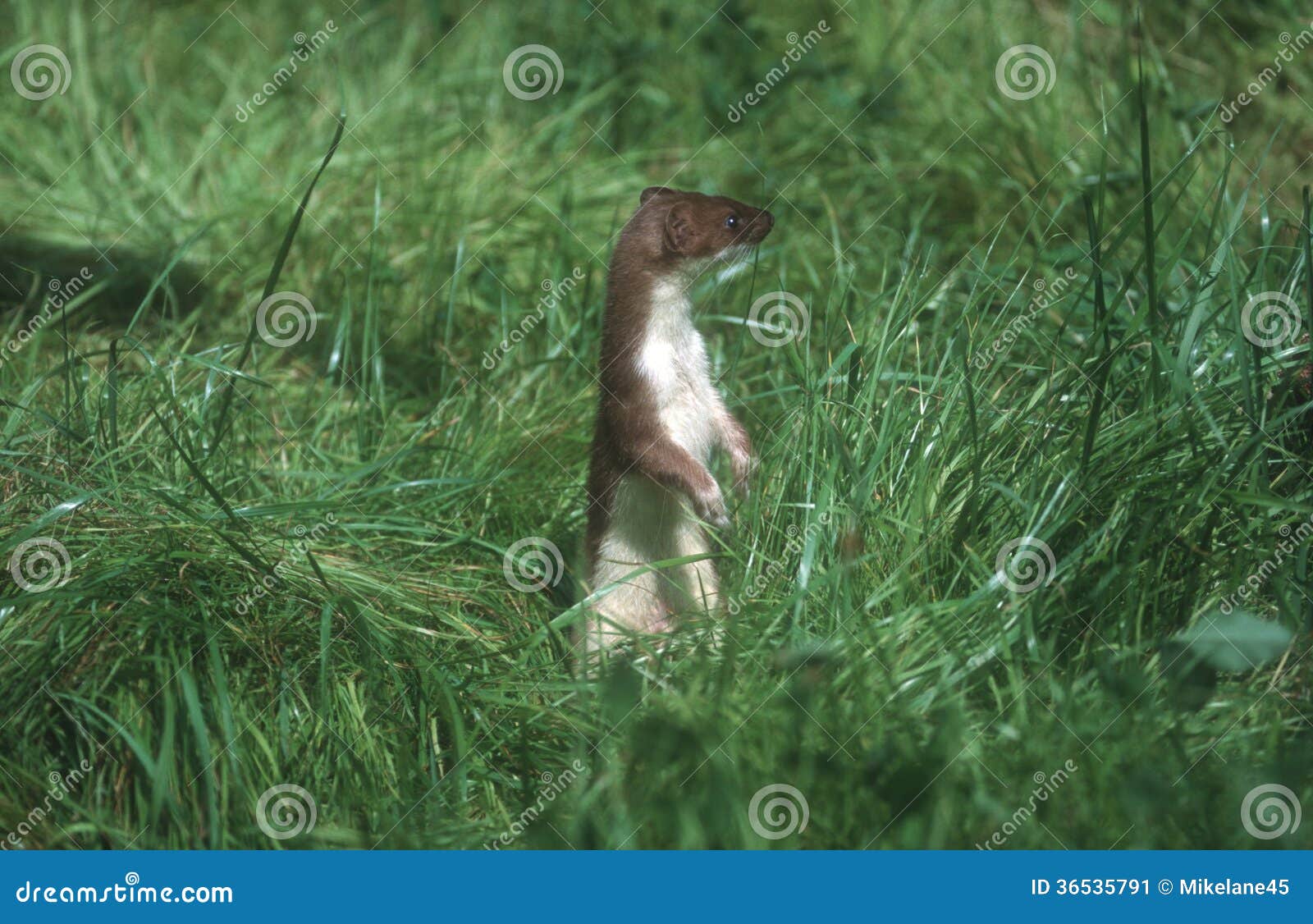 Hermelijn, Mustela-erminea, Stock Afbeelding - Image of zoogdier ...