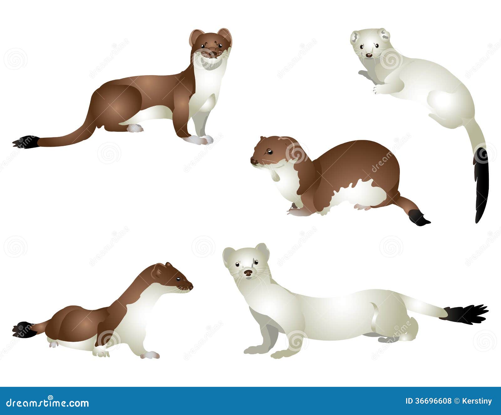 Hermelin stock abbildung. Illustration von fleischfressend - 36696608