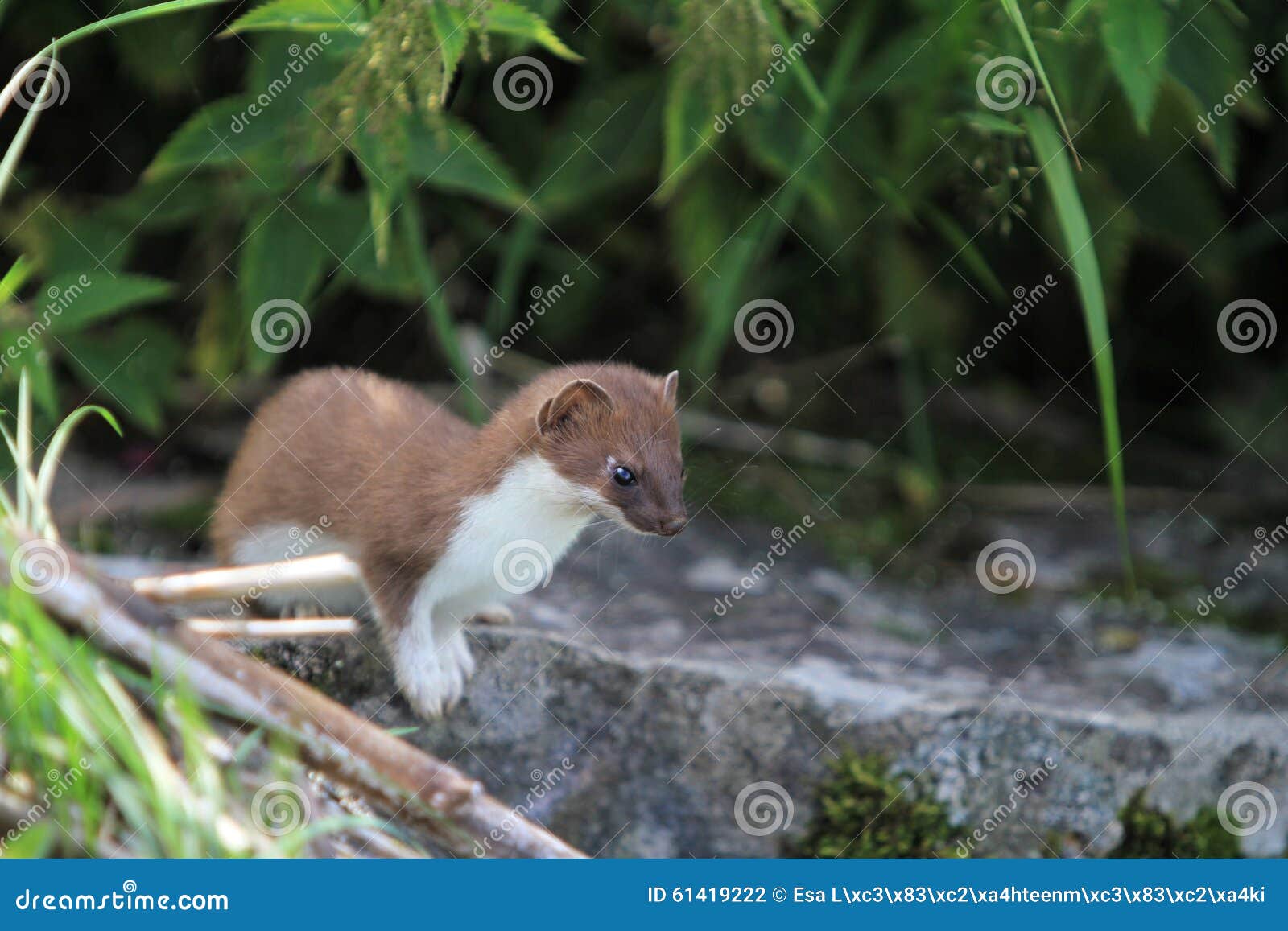 Hermelin arkivfoto. Bild av odjur, djurliv, jakt, ermin - 61419222