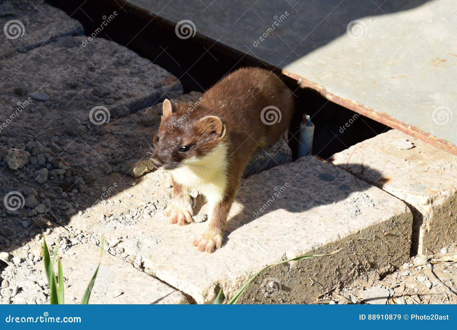 Hermelin stock image. Image of animal, view, hermelin - 88910879
