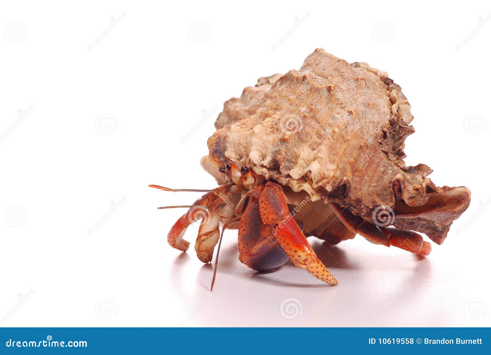 Hermit Crab stock photo. Image of aquarium, silhouette - 10619558