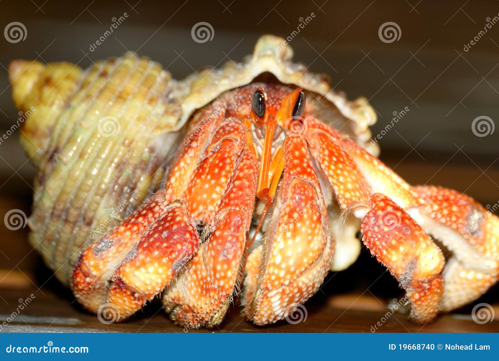 Hermit Crab stock photo. Image of fish, tropical, shells - 19668740