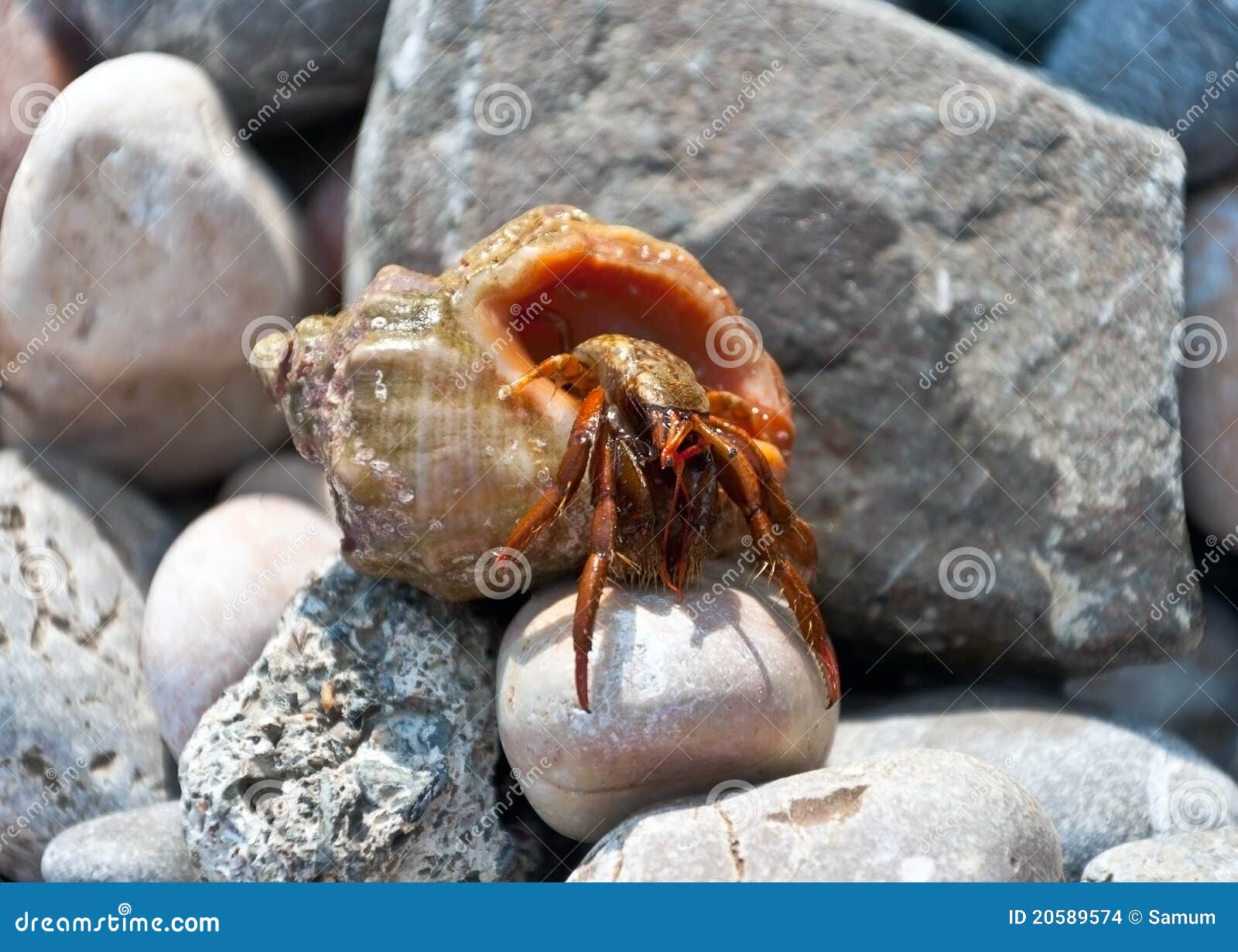 Hermit crab stock photo. Image of botany, feet, sand - 20589574