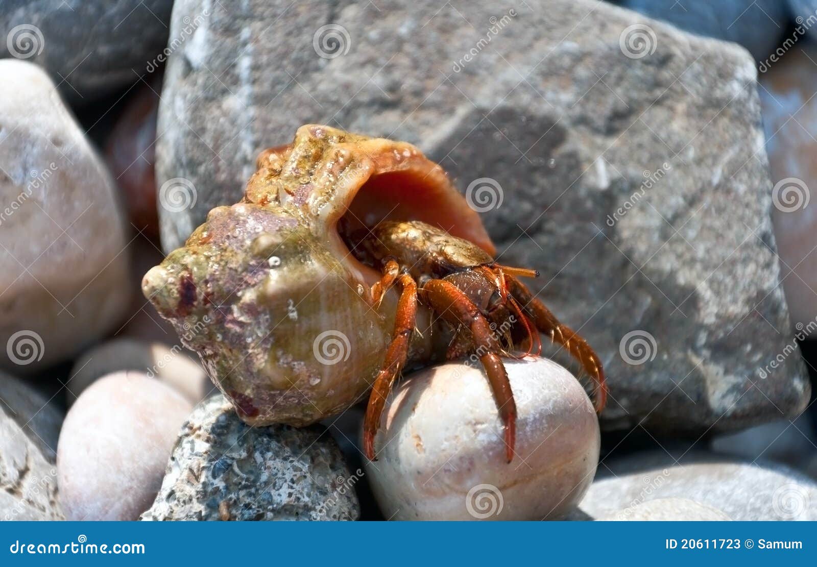 Hermit crab stock image. Image of marine, macro, crustacean - 20611723
