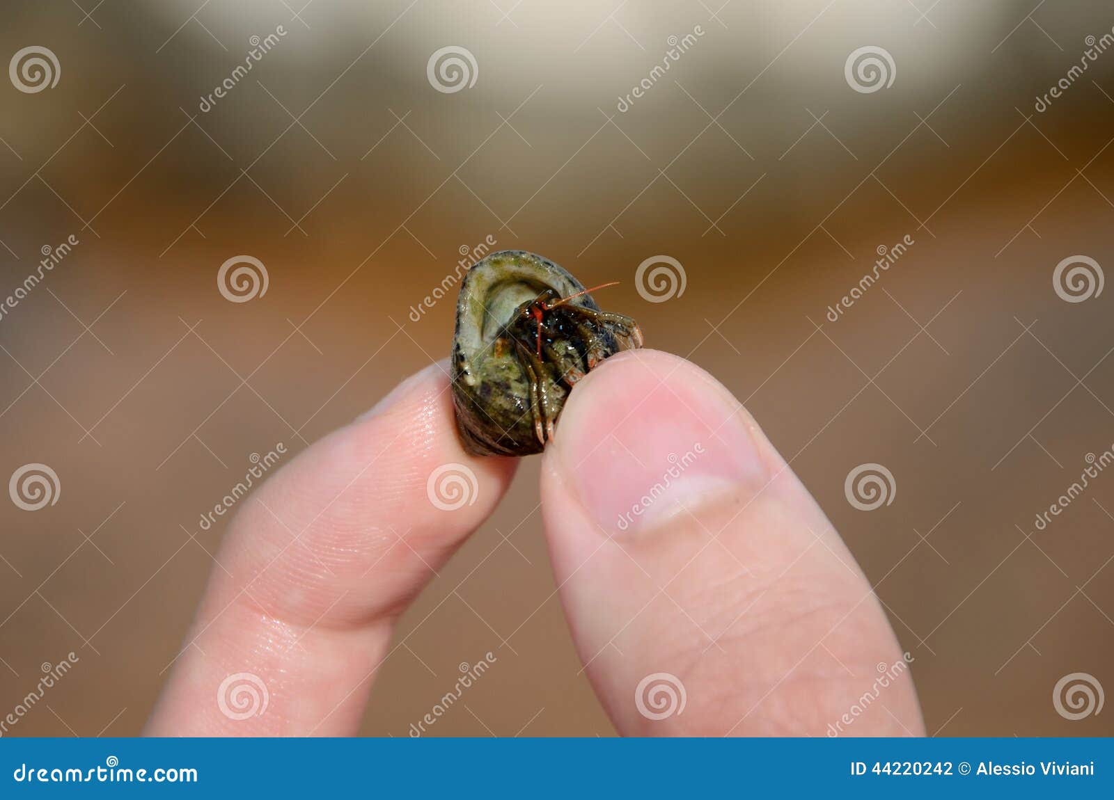 Hermit crab stock photo. Image of macro, shell, crustaceans - 44220242