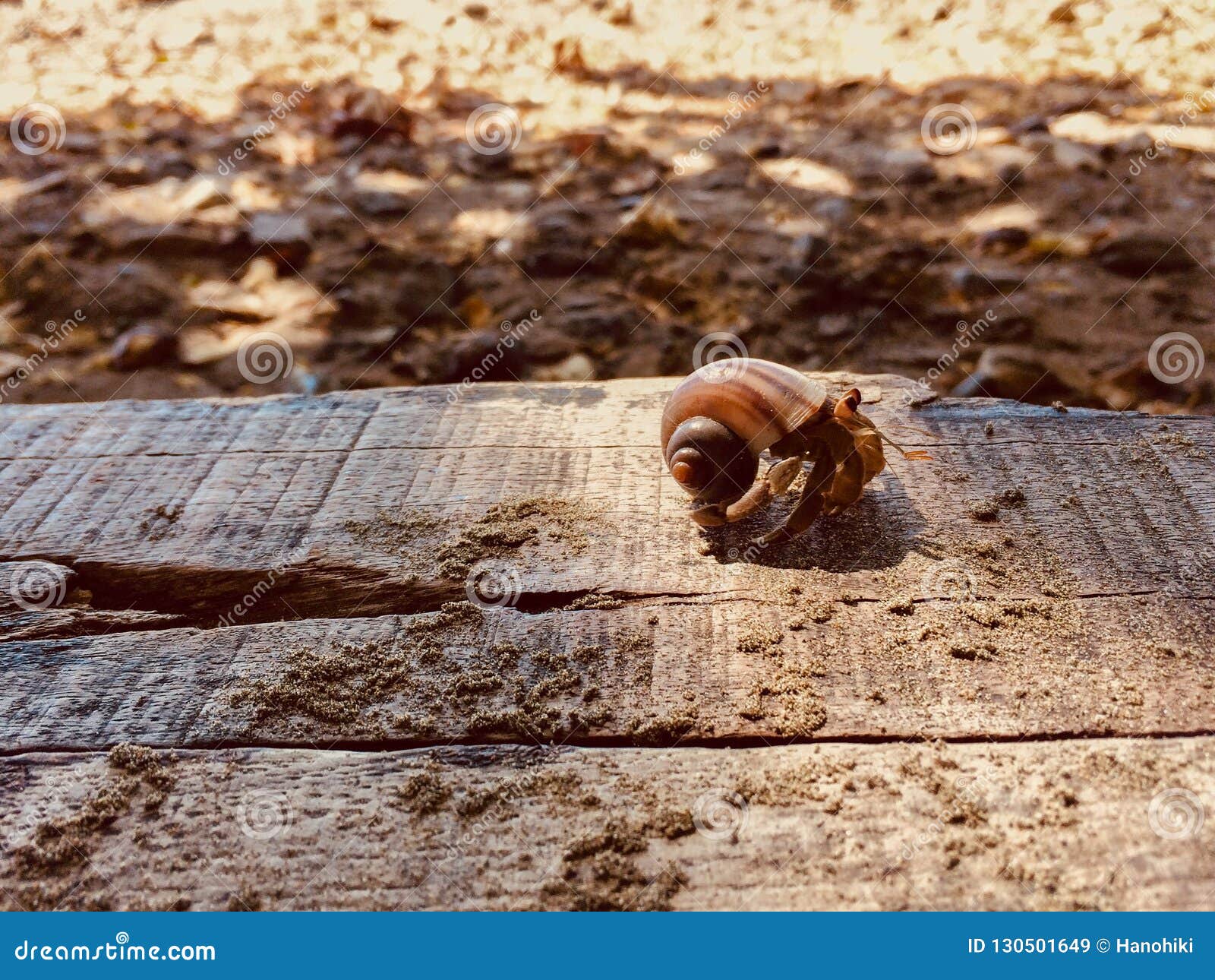Hermit Crab on Beach - Crab Inside Shell - Stock Image - Image of ...