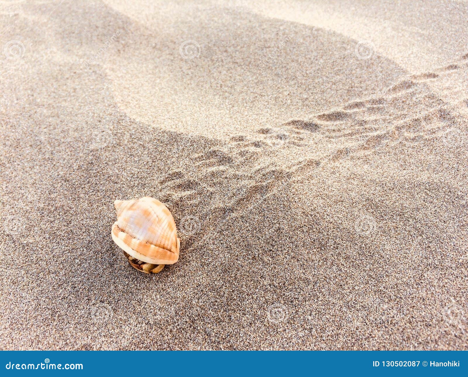 Hermit Crab on Beach - Crab Inside Shell - Stock Image - Image of claw ...