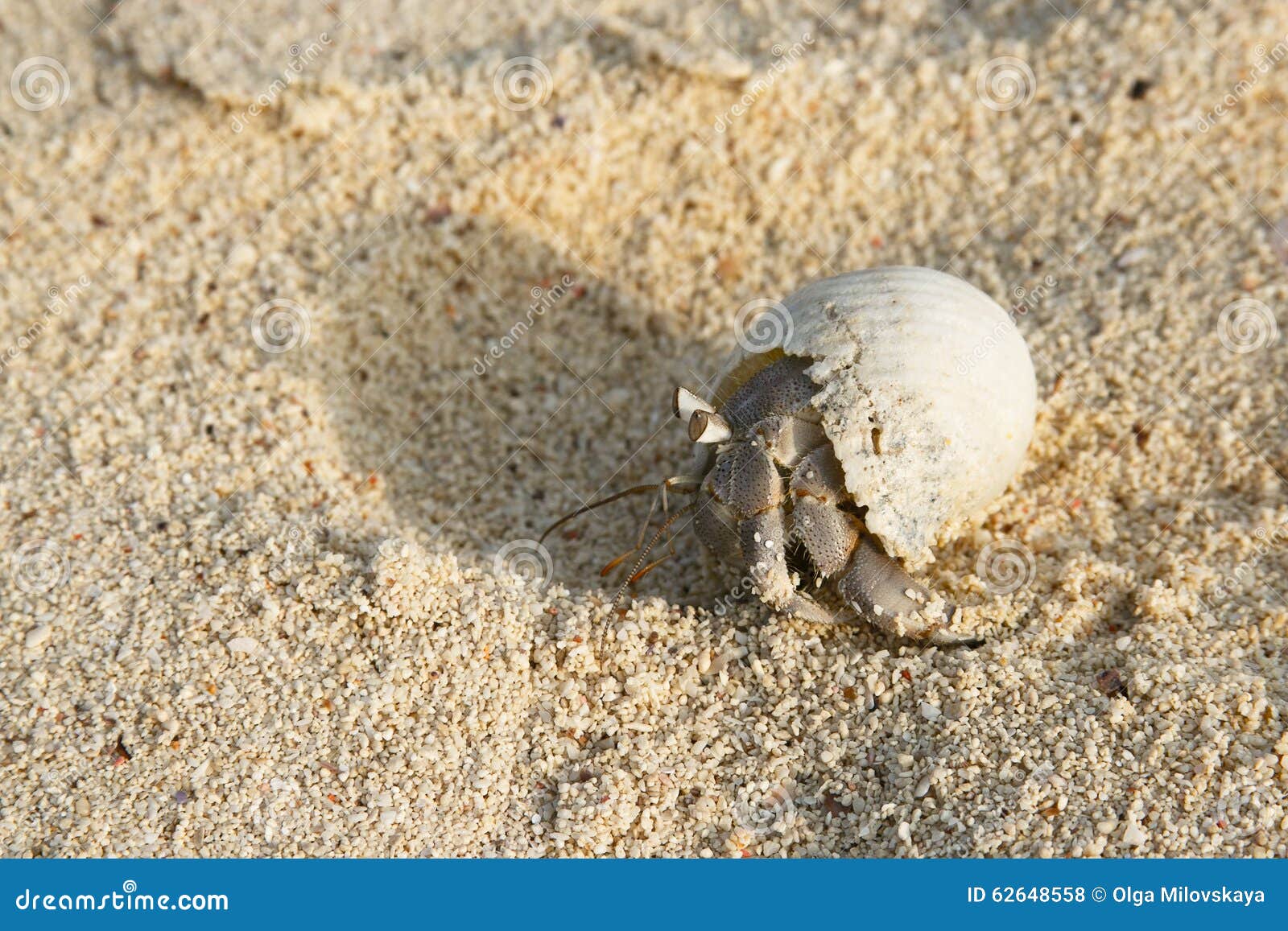 Betch Nose Stock Photos - Free & Royalty-Free Stock Photos from Dreamstime