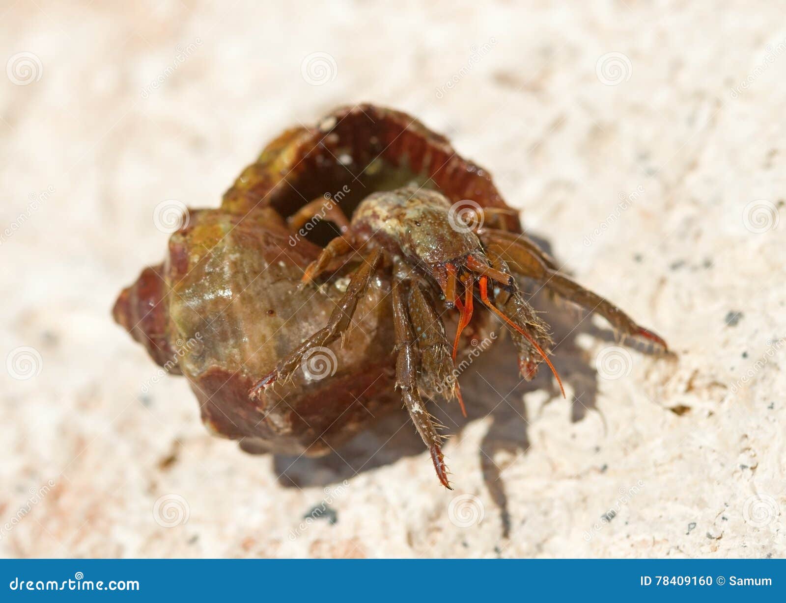 The hermit crab stock photo. Image of feet, claw, outdoors - 78409160