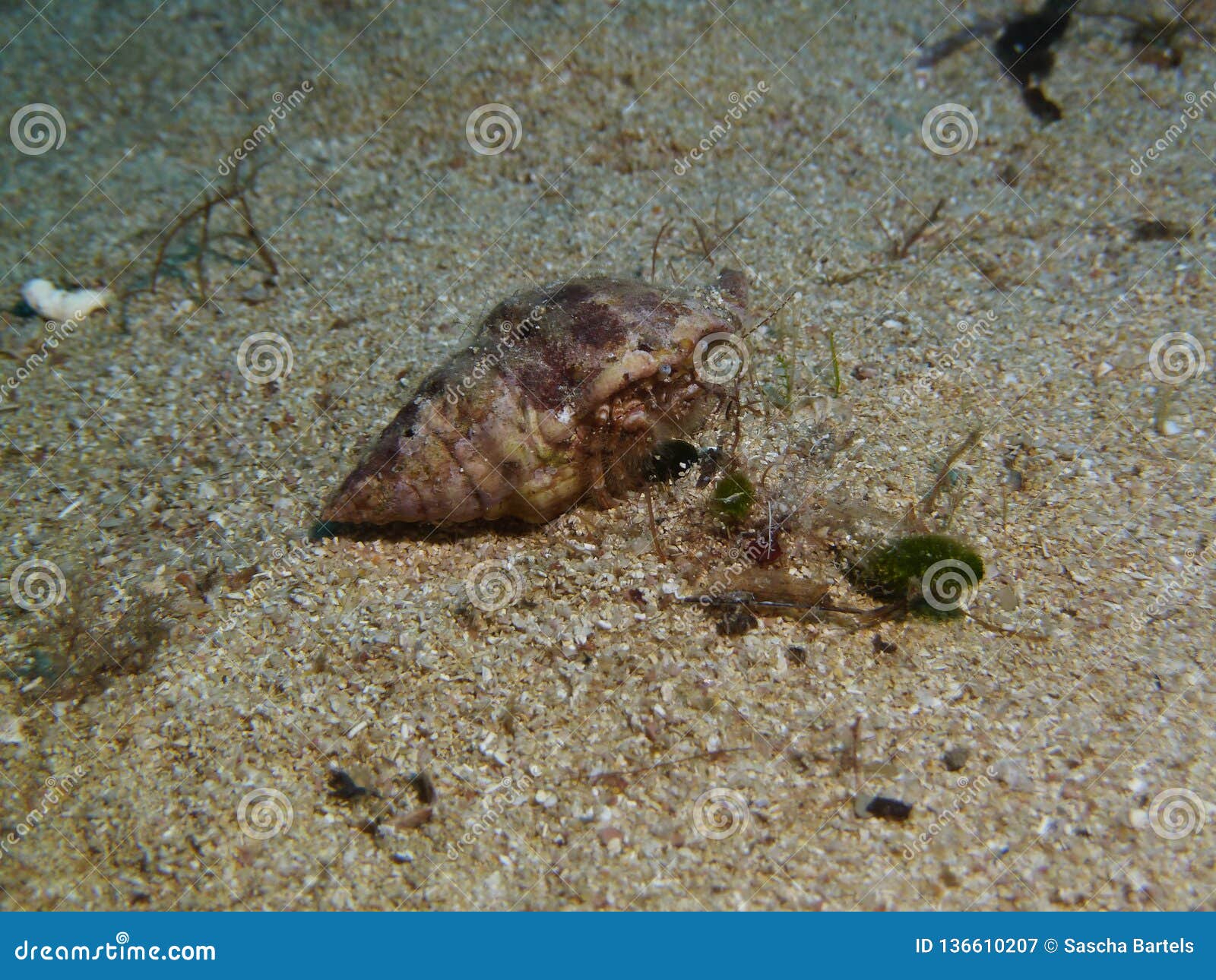Hermit Crab on the Bottom of the Ocean Stock Image - Image of ...