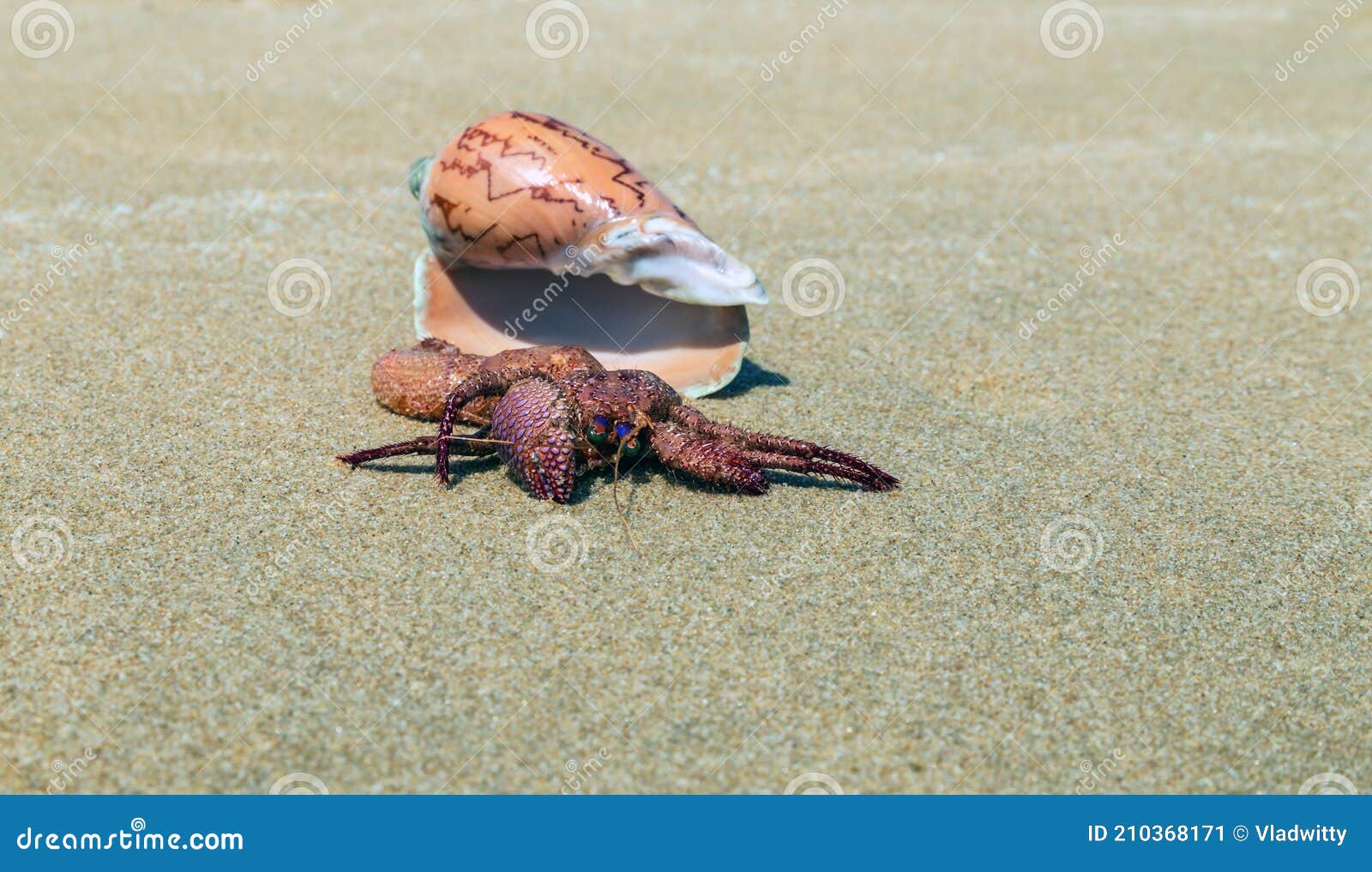 Hermit Crab Changing Shells. Stock Image - Image of beach, copyspace ...