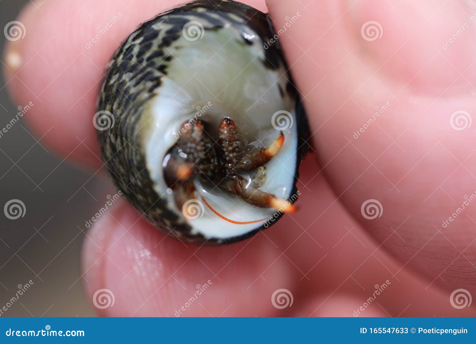 Hermit Crab - Clibanarius Aequabilis Stock Image - Image of clibanarius ...