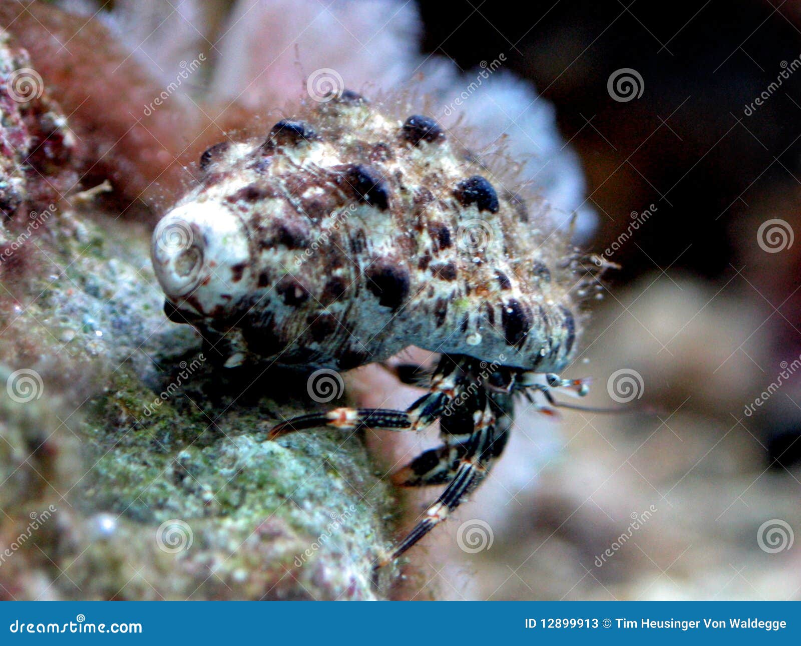 Hermit Crab (Clibanarius Sp.) Stock Image - Image of eumalacostraca ...