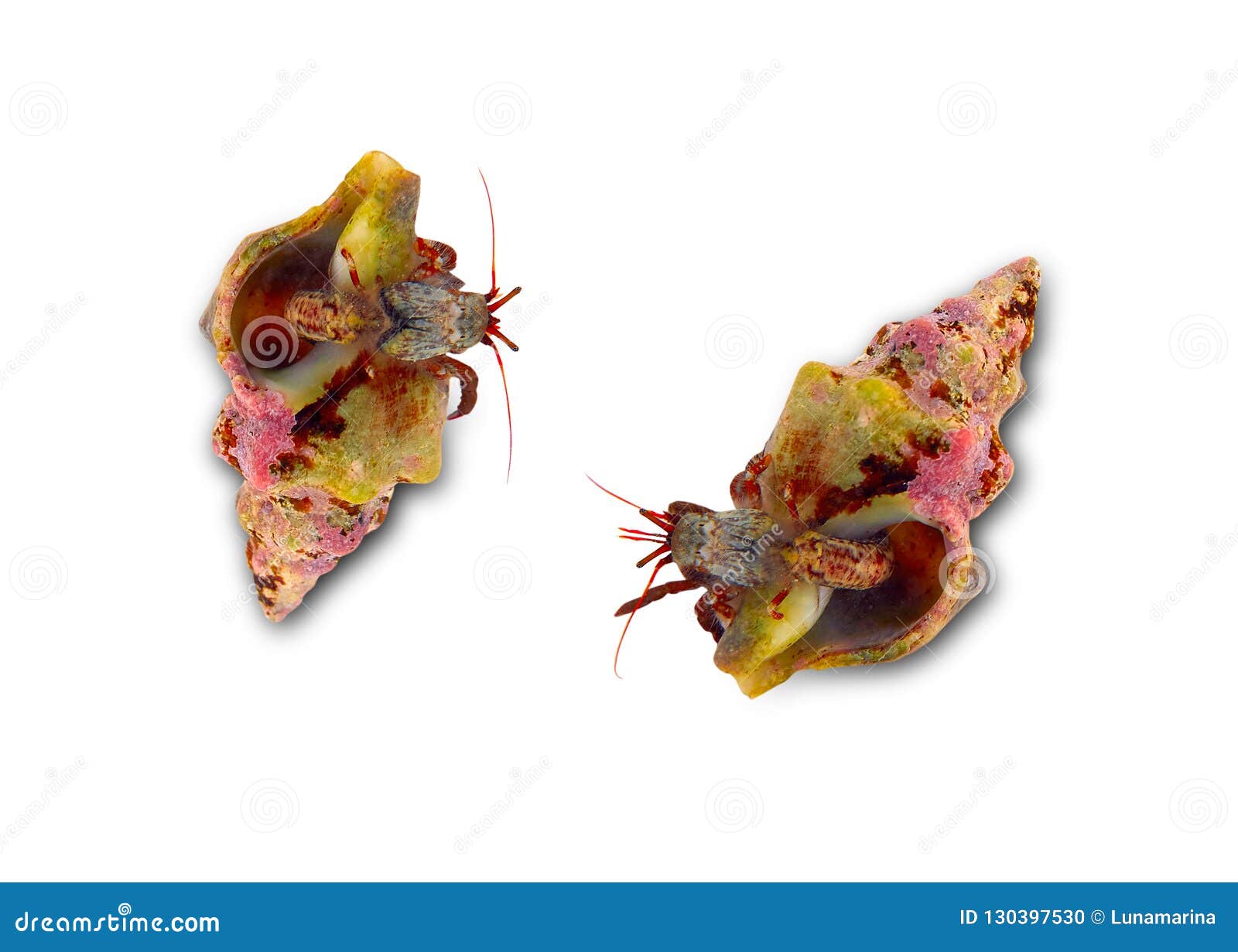 Detail Of A Shell Sign That Guides The Pilgrims In The Camino De ...