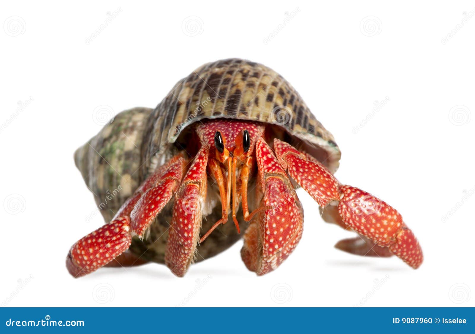 Hermit Crab - Coenobita Perlatus Stock Photo - Image of terrestrial ...