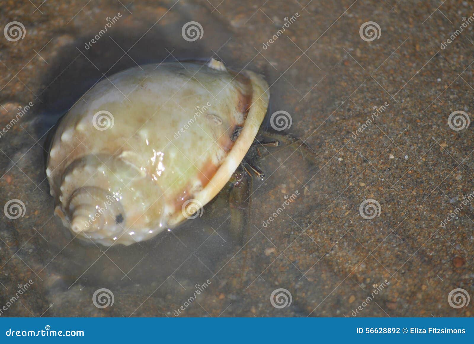 Hermit Crab stock photo. Image of australia, ocean, wildlife - 56628892