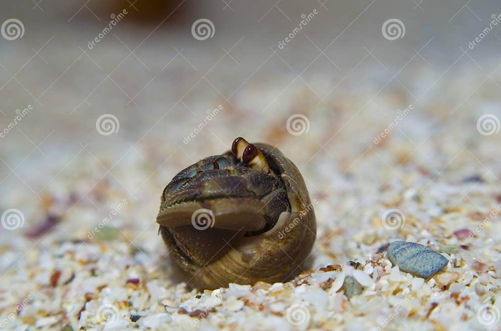 Hermit Crab Coming Out of Shell. Stock Image - Image of animal, closeup ...
