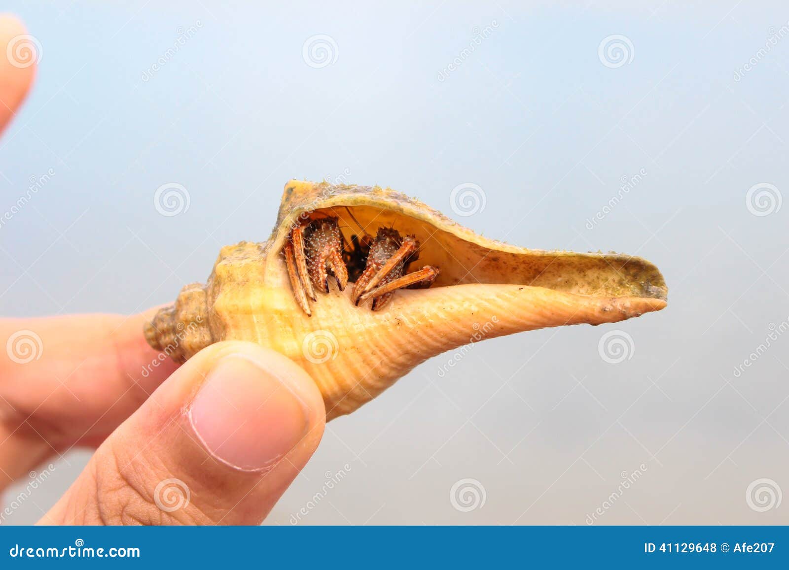 Hermit Crab in Conch Shell on Samui Baech. Stock Photo - Image of crab ...