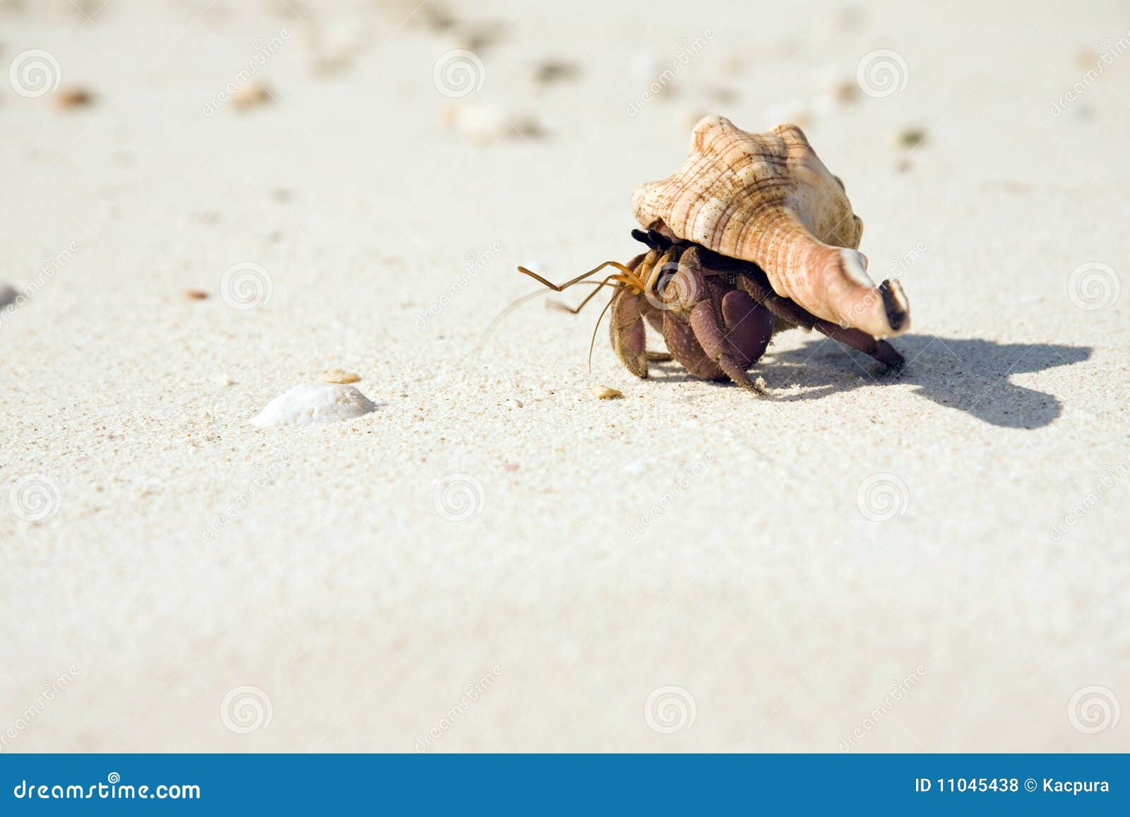 Hermit Crab Crawling on Beach Stock Photo - Image of crab, pets: 11045438