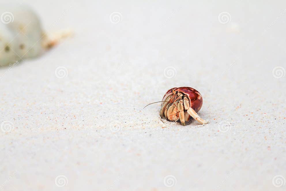 Hermit crab stock photo. Image of stone, limestone, gold - 40394138