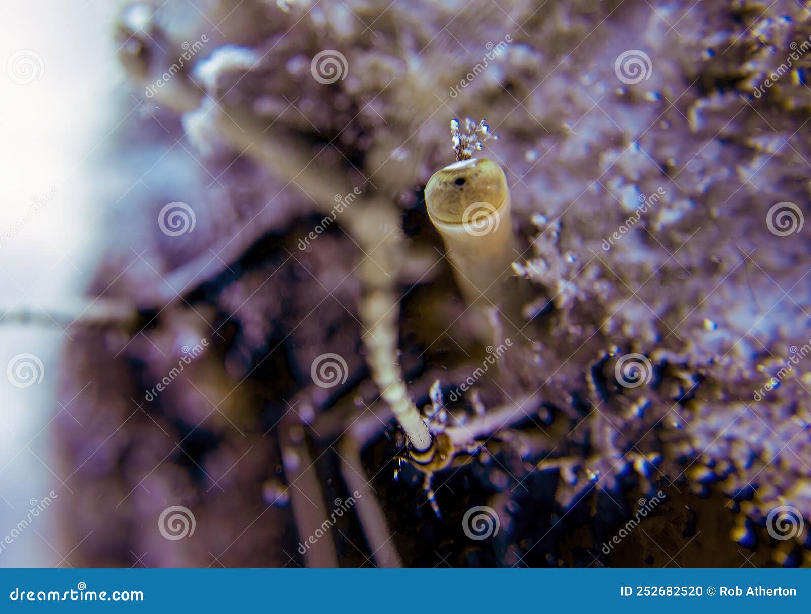 A Hermit Crab Dardanus Sp. in Cozumel Stock Photo - Image of isla, crab ...