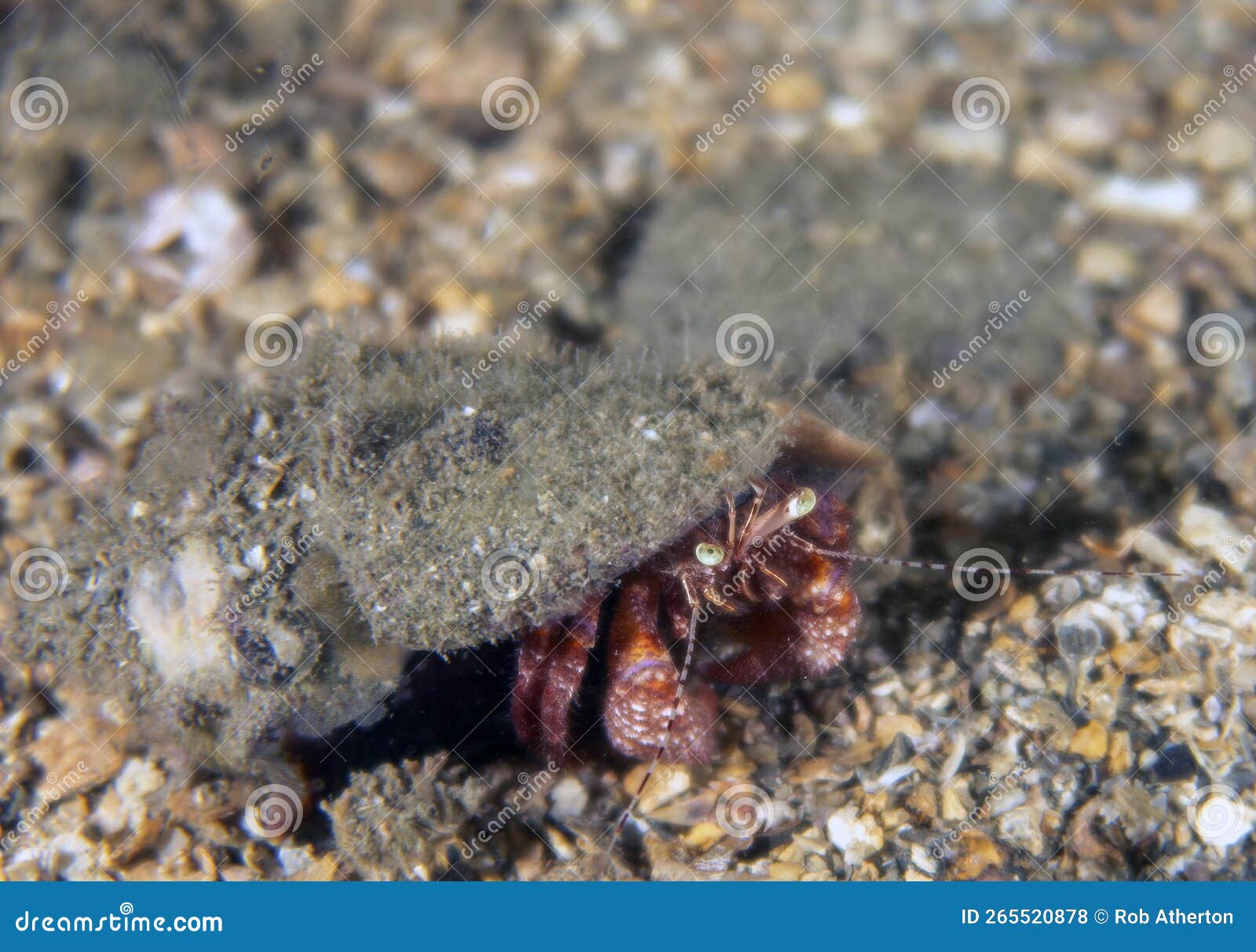 A Hermit Crab (Dardanus Sp.) in Florida Stock Photo - Image of wildlife ...