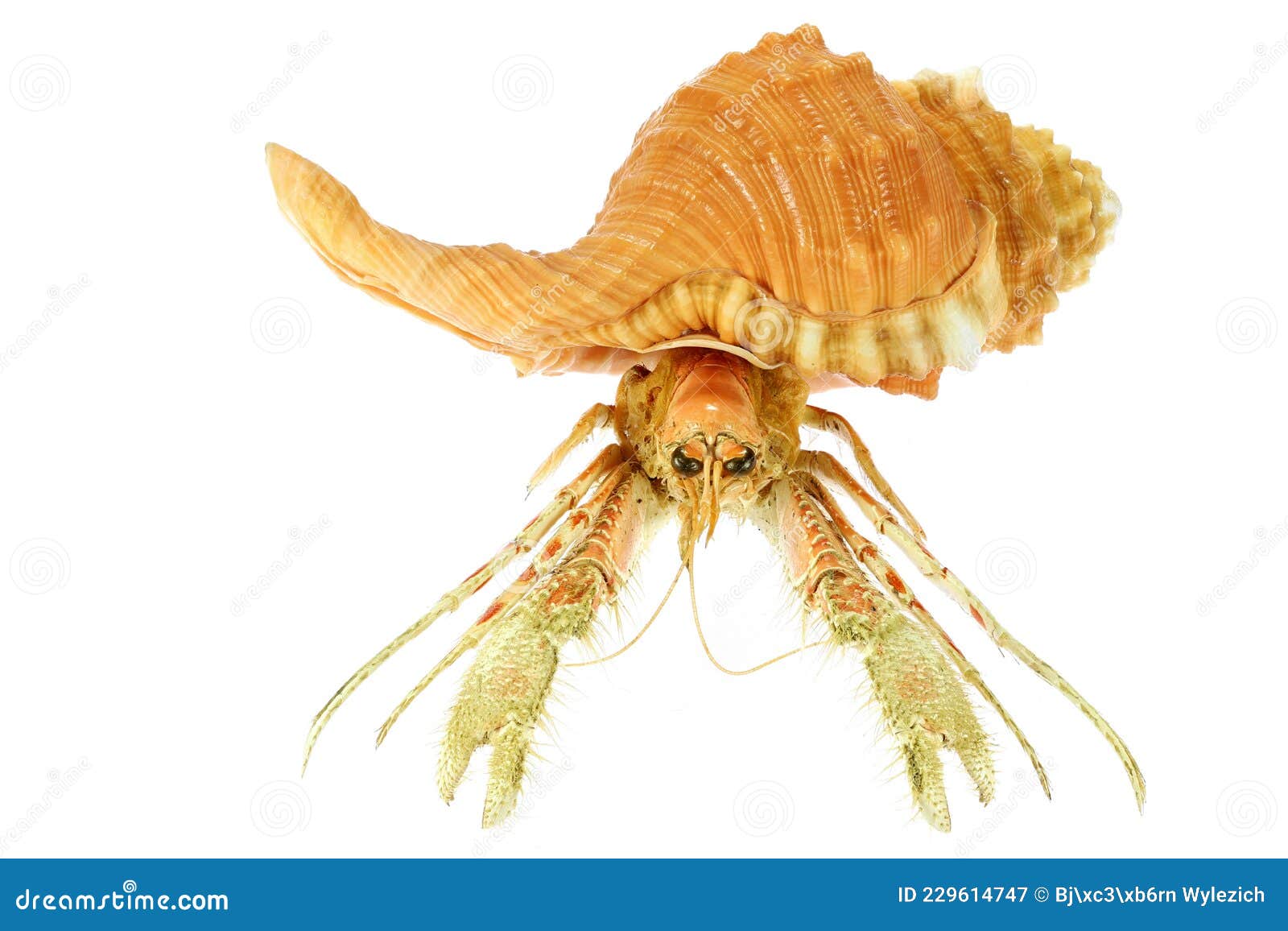 Hermit crab stock image. Image of dardanus, snail, crab - 229614747