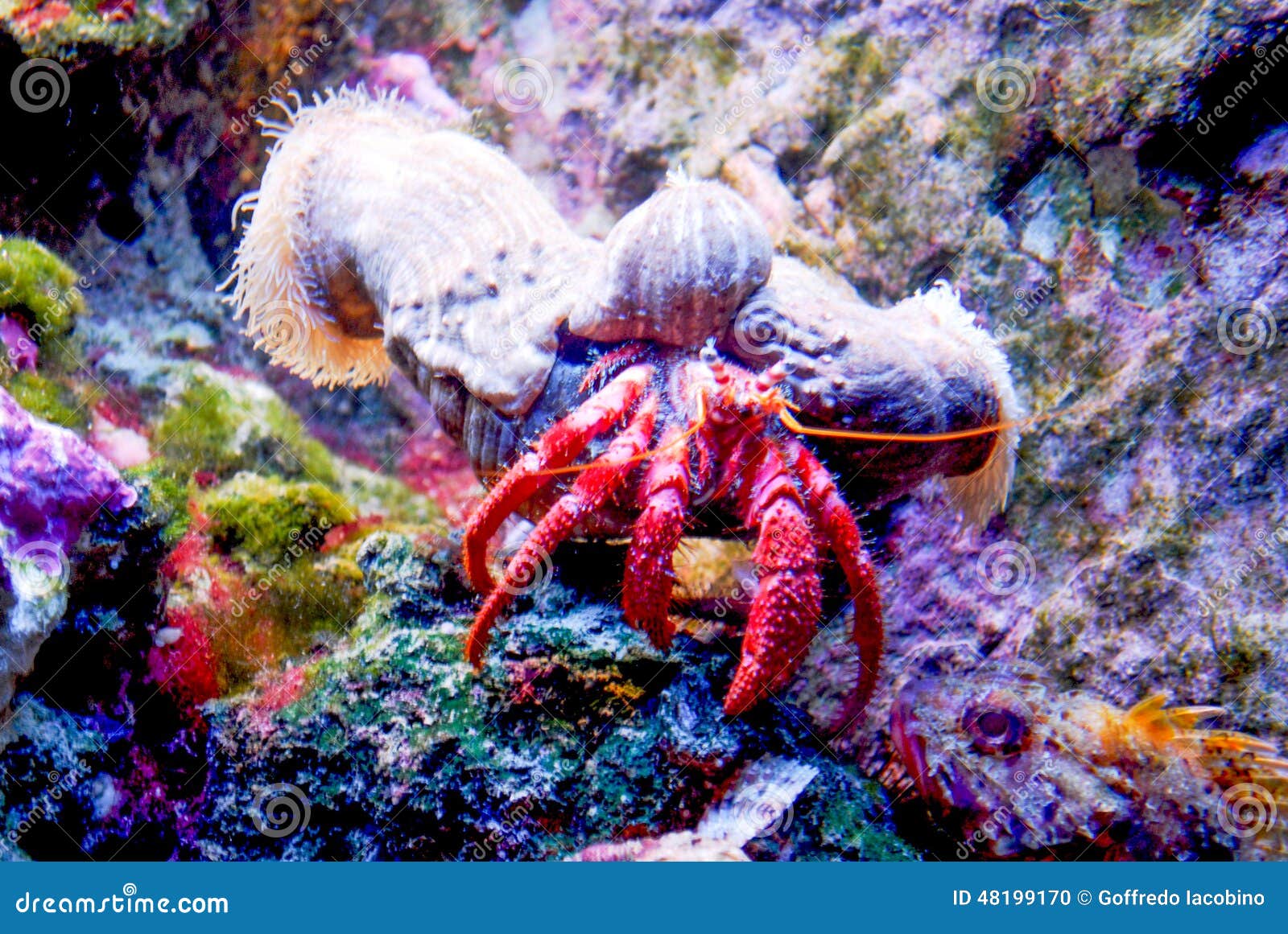 Hermit crab stock photo. Image of deep, tropical, crab - 48199170