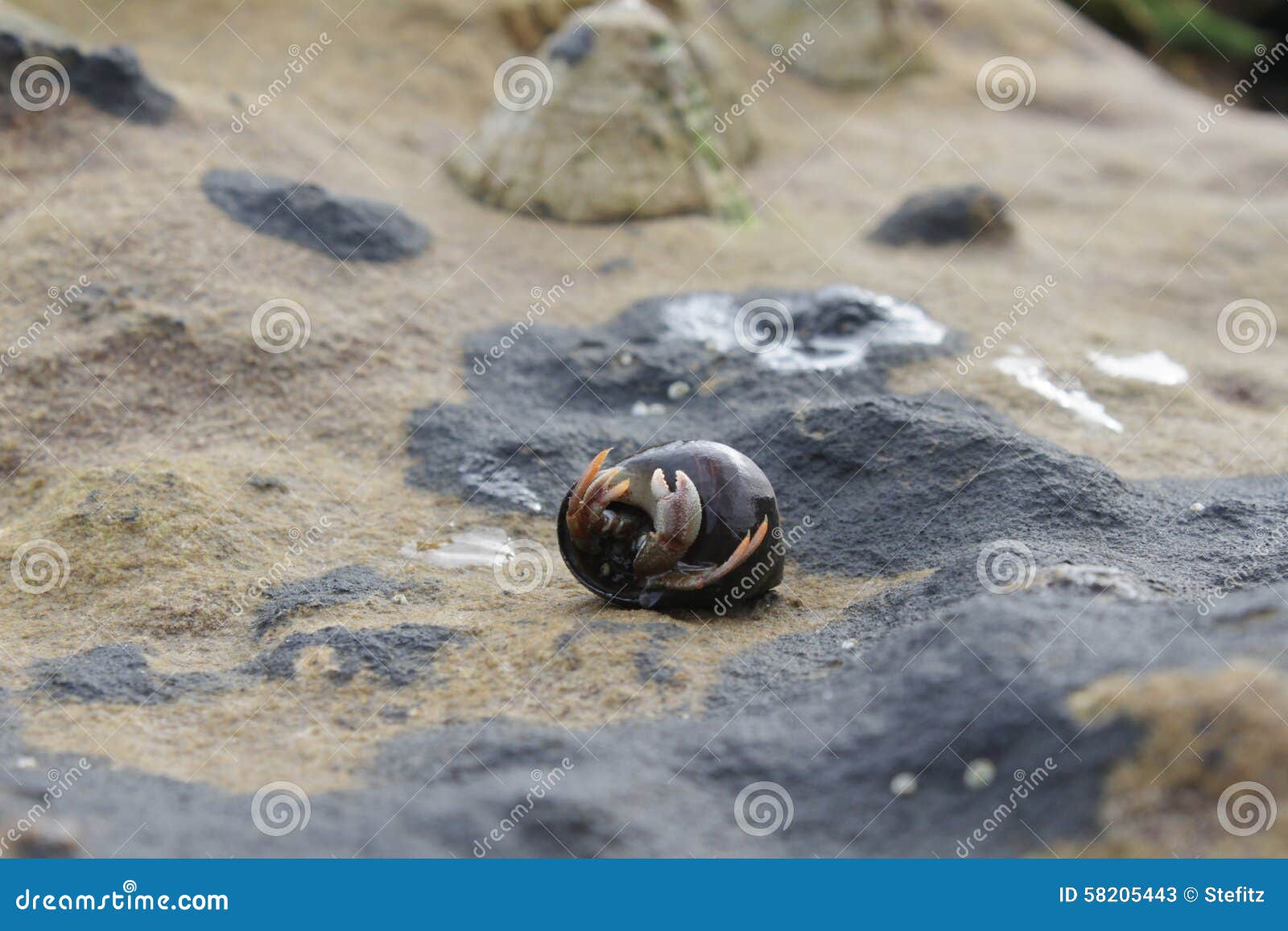 Hermit crab stock image. Image of shell, crab, crustacean - 58205443