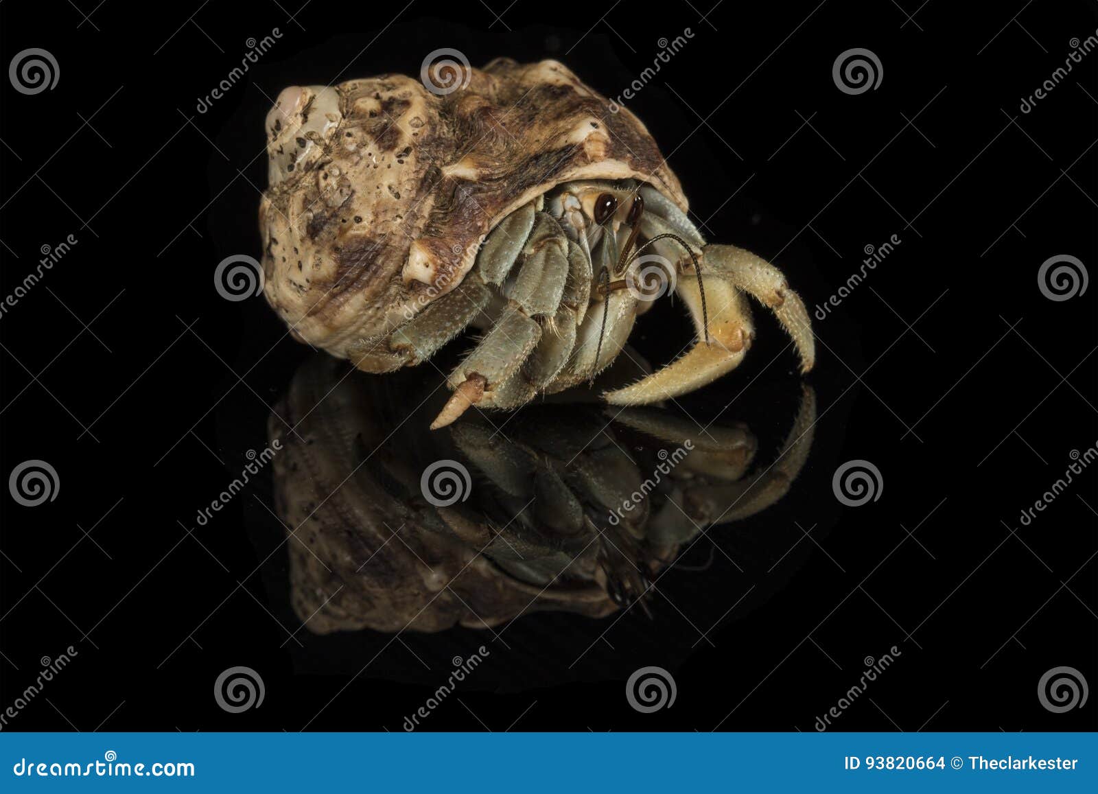 Hermit Crab - Emerging from Shell Stock Photo - Image of crawl, closeup ...